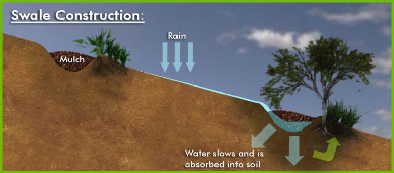 Using Swales to Grow Trees – The Green Directory