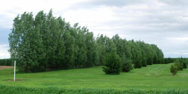 Windbreak planning & design – The Green Directory